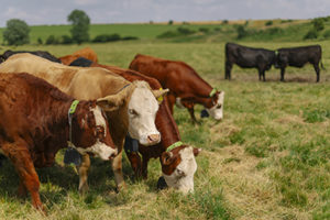 More efficient farming, better solutions: Discover Nofence’s virtual ...